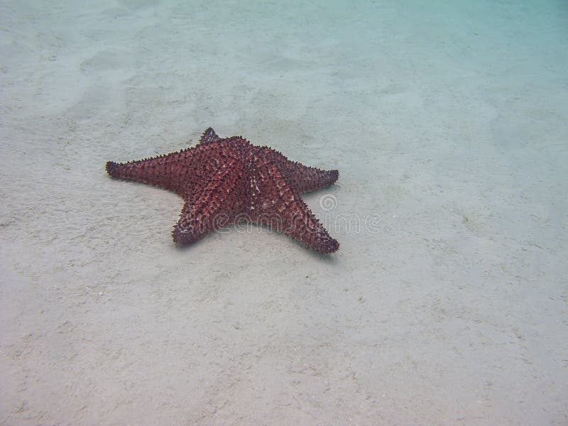 Cushion sea star stock photo. Image of saltwater, nekton - 42132518