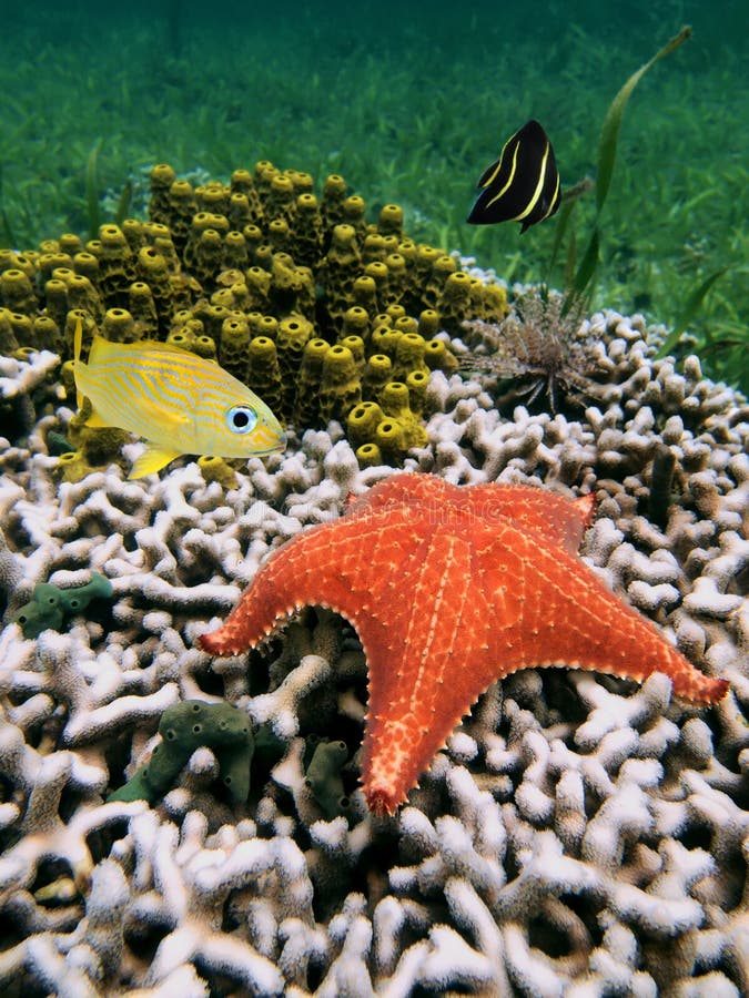 Cushion Starfish Over Coral Stock Image - Image of color, dominican ...