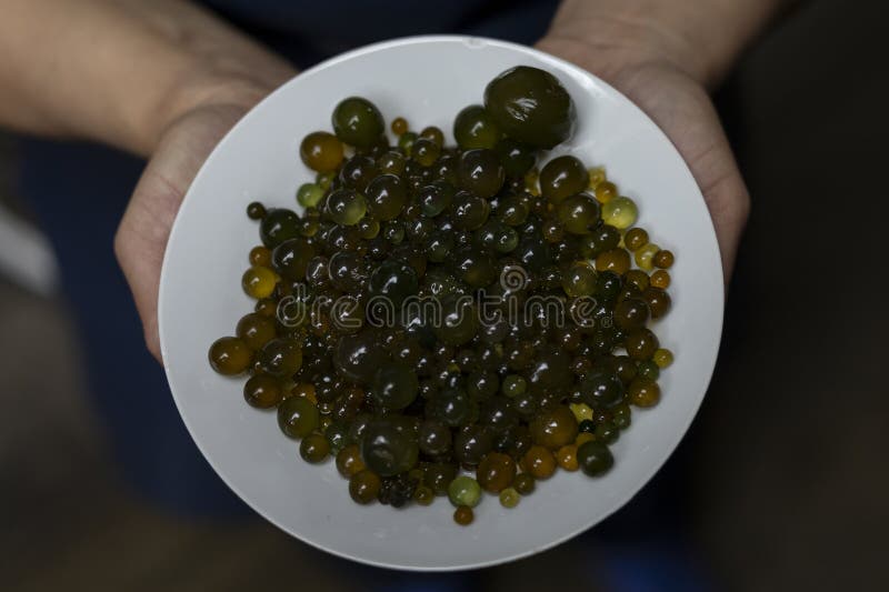 Cushuro (Nostoc Sphaericum) is a Gelatinous Spherical Algae, Rich in ...