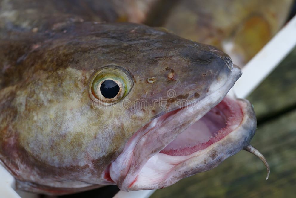 Cusk fish stock photo. Image of alive, marine, torsk - 27594304