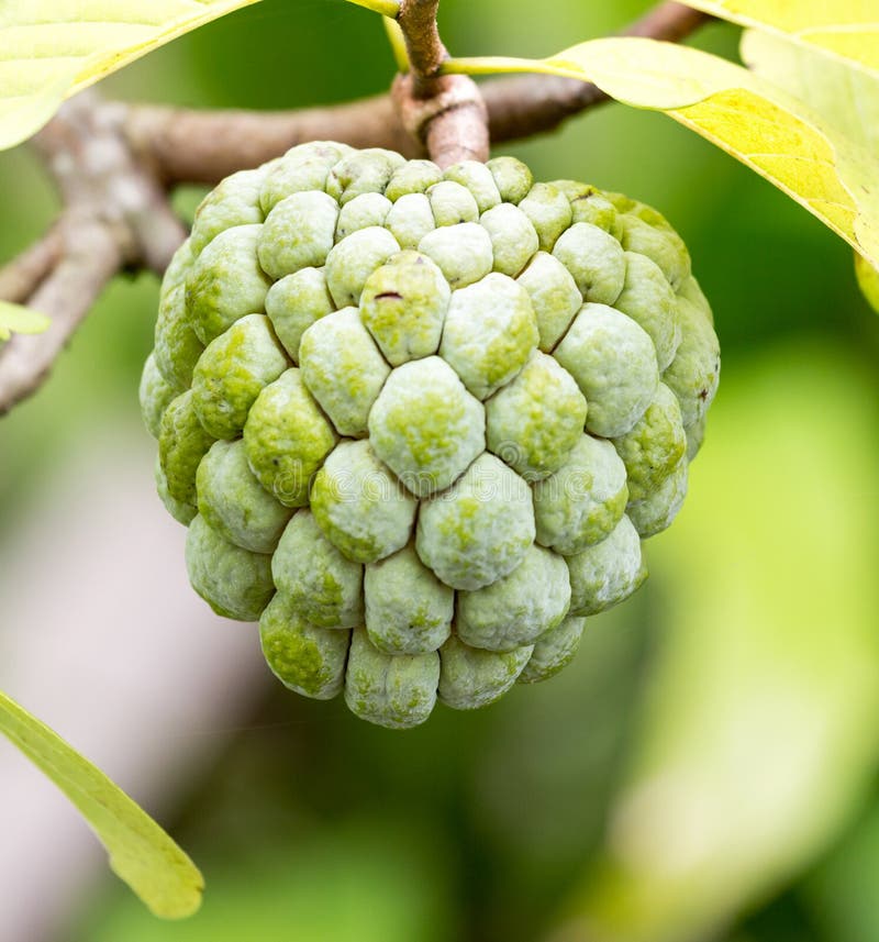 Custard apple stock image. Image of apple, food, tasty - 6124077