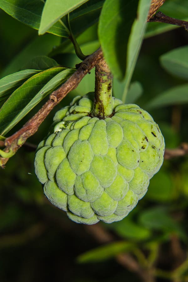 Custard apple close up stock photo. Image of growth, preserves - 42663956