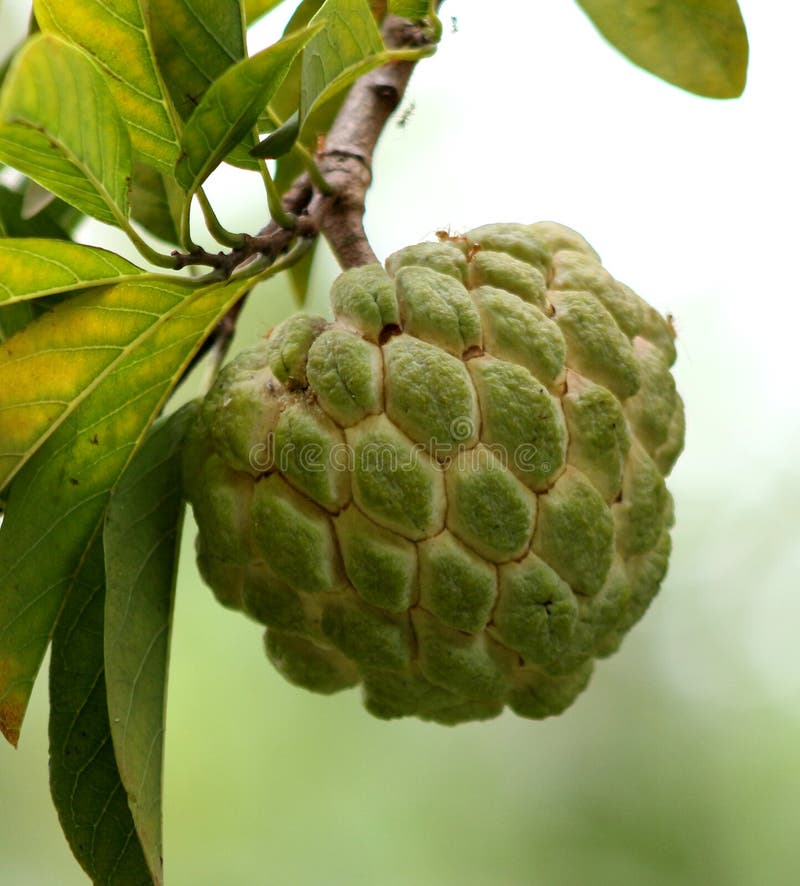 Custard Apple Fruit in Close Up in a Branch Stock Photo - Image of ...