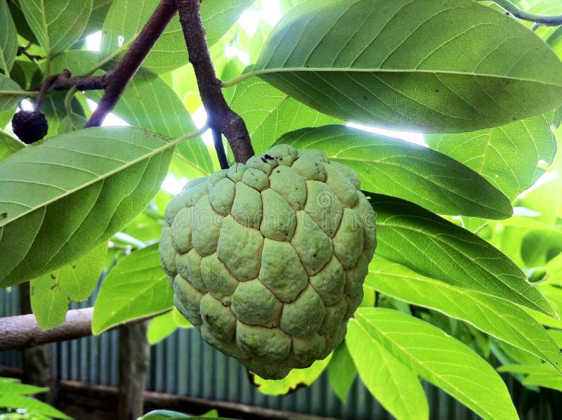 105 Anon Fruit Stock Photos - Free & Royalty-Free Stock Photos from ...