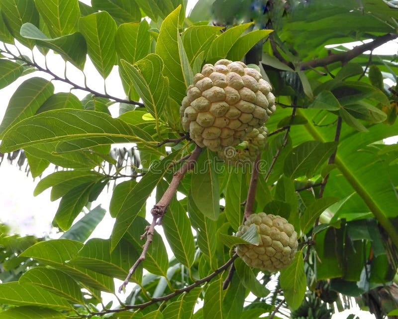 Custard Apple Fruit on Tree Stock Photo - Image of custard, deciduous: 270495344