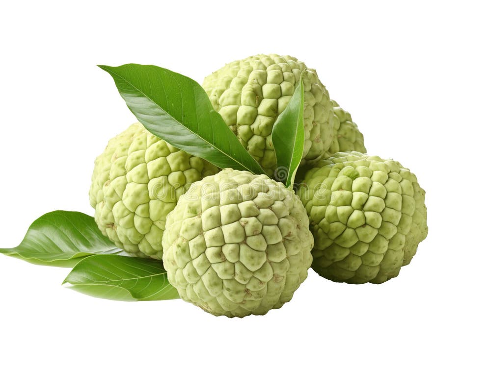 Atis Fruit Stock Illustrations – 30 Atis Fruit Stock Illustrations ...