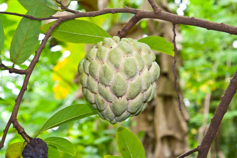 Custard Apple On Tree Picture. Image: 20142240