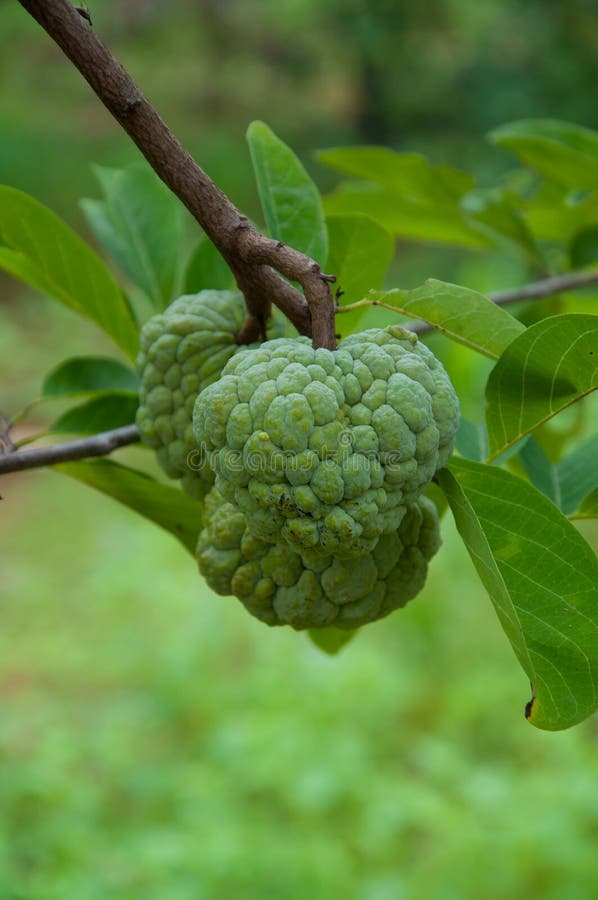 Custard Apple Tree In Garden Stock Photo - Image of minerals, asian ...