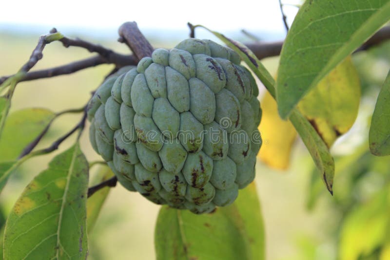 Custard Apple at Tree , Sugar Apple or Custard Apple , Annona ...