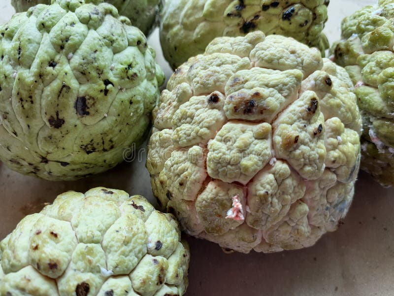 Custard Apple Tropical Fruit Stock Photo - Image of apple, fruit: 159723770