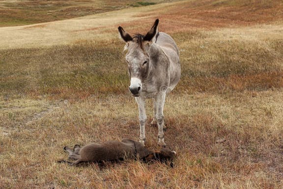 Female Burro Stands Over Her Sleeping Baby Burro in the Summer, Custer ...