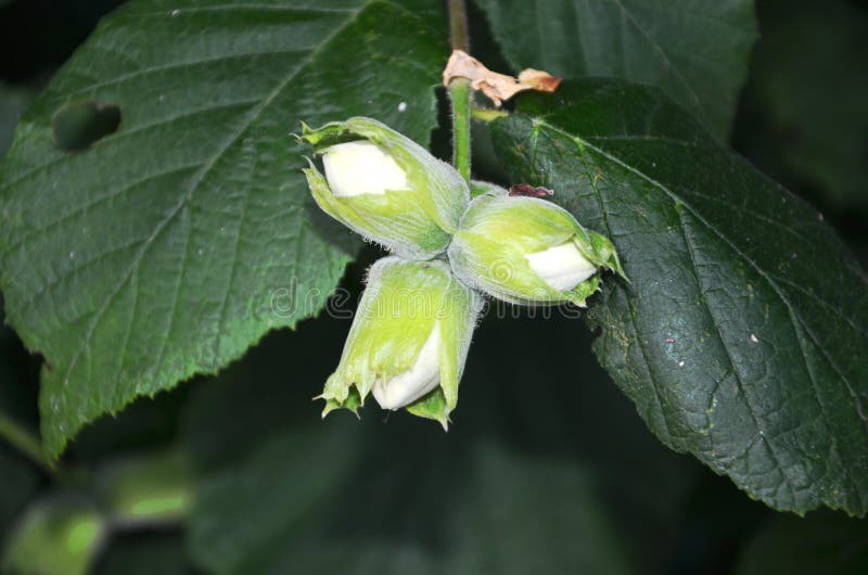 Custer of Huzelnuts on the Tree Growing Stock Image - Image of full ...