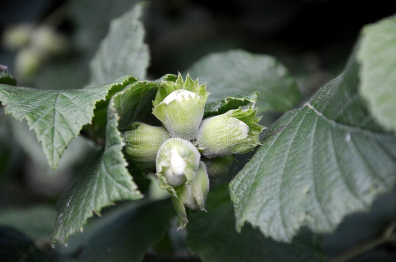 Custer of Huzelnuts on the Tree Growing Stock Photo - Image of plant ...