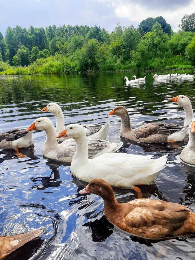 River birds stock image. Image of birds, goose, mysterious - 224394471