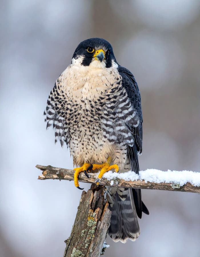 Peregrine Falcon in the Snow Stock Photo - Image of winter, animals ...