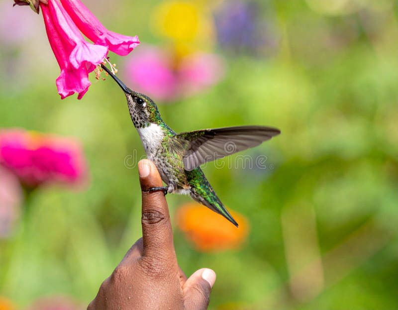 A Wild Hummingbird Sits on a Finger in a Blooming Garden. Stock Image ...