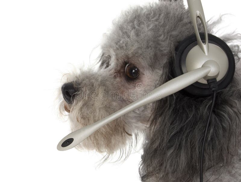 Animal Helpline Stock Photos - Free & Royalty-Free Stock Photos from ...