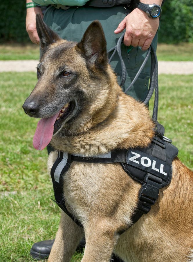 Customs dog stock photo. Image of customs, handler, police - 26927620