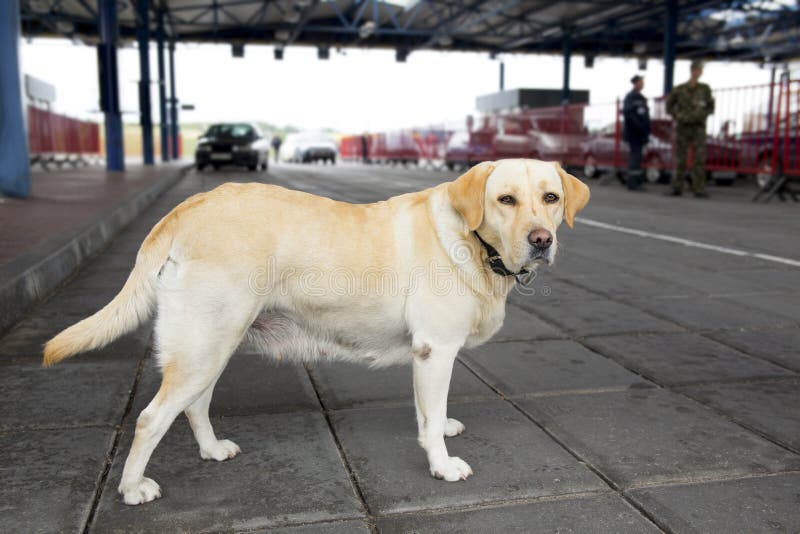 The customs dog stock image. Image of occupation, labrador - 33893667