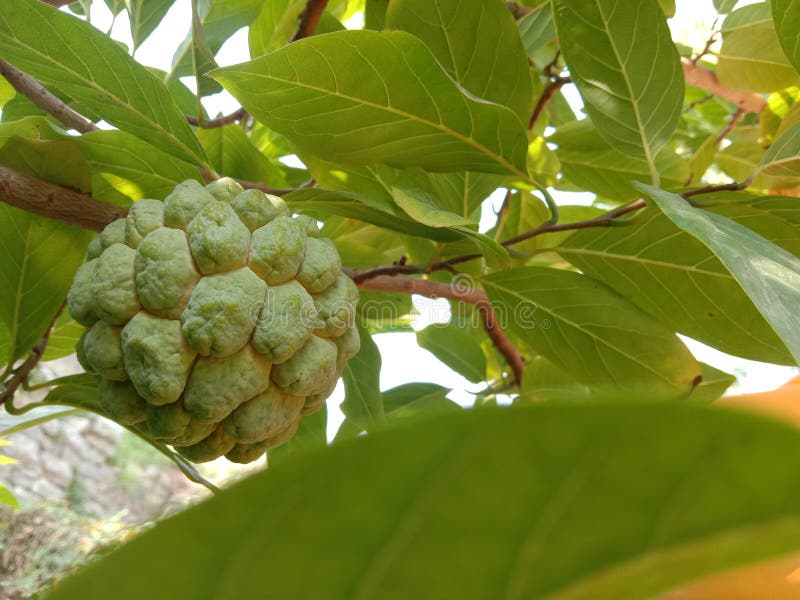 Custurdapple stock image. Image of custurdapple, fruits - 163144891