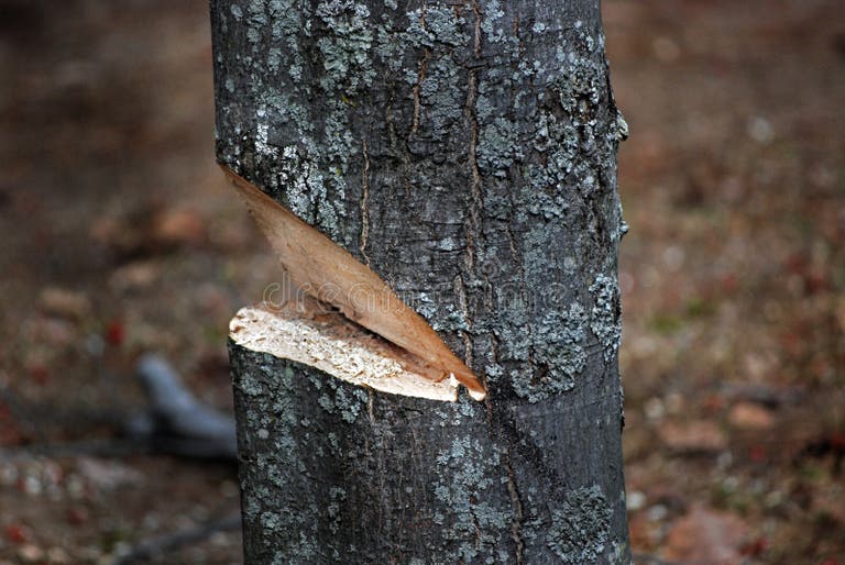Sliced Notch in Tree Trunk stock photo. Image of tree - 11946492
