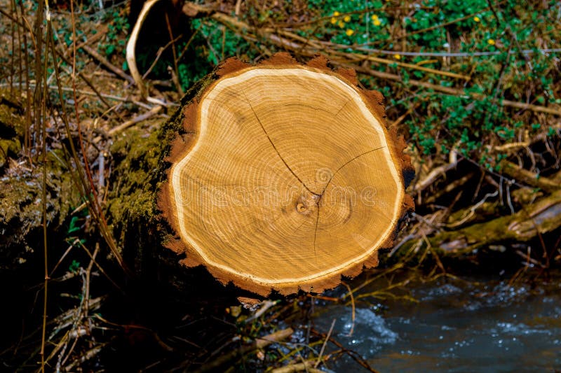 Cut acacia stump stock image. Image of textured, detail - 313296219