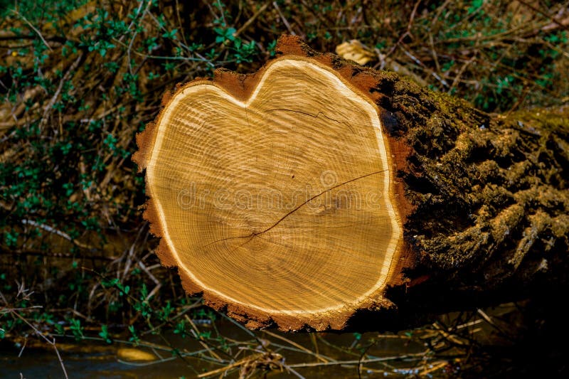 Cut acacia stump stock image. Image of lumber, circular - 313296405