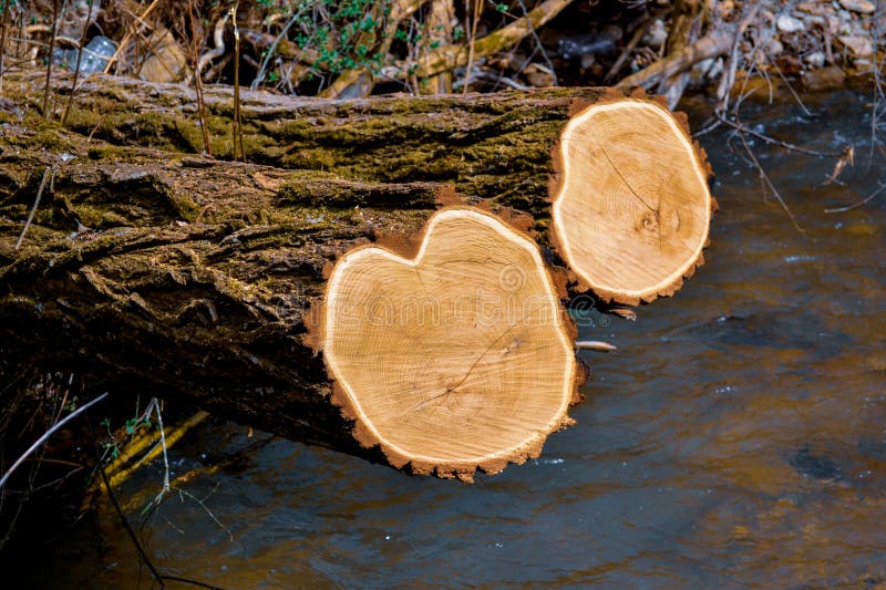 Cut acacia stump stock photo. Image of detail, trunk - 313297672