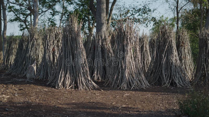 Cut and Aligned Tree Branches Standing Next To the Tree Trunk at Long ...