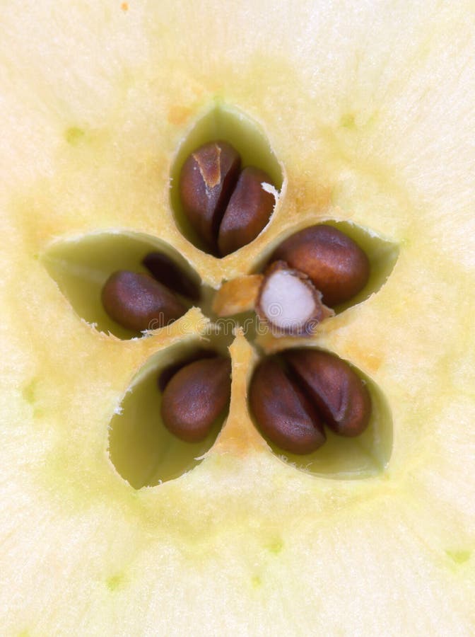 Cut apple core detail stock image. Image of view, core - 13906873