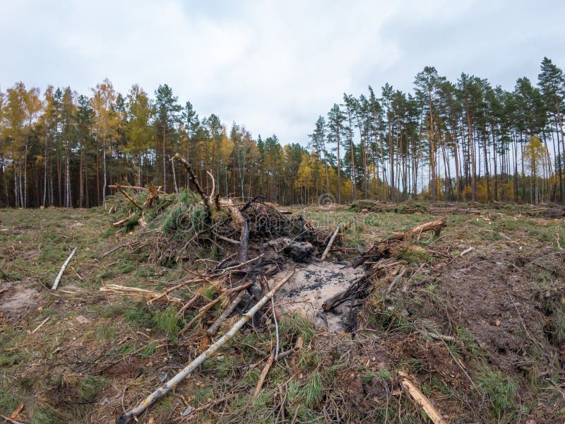 Cut Area of Forest, Partially Burnt Branches of Cut Trees. Stock Photo ...