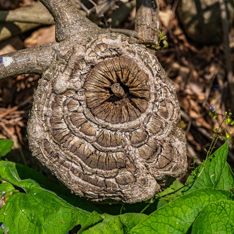 Cut Back Main Stem of a Wisteria Stock Photo - Image of flowers ...