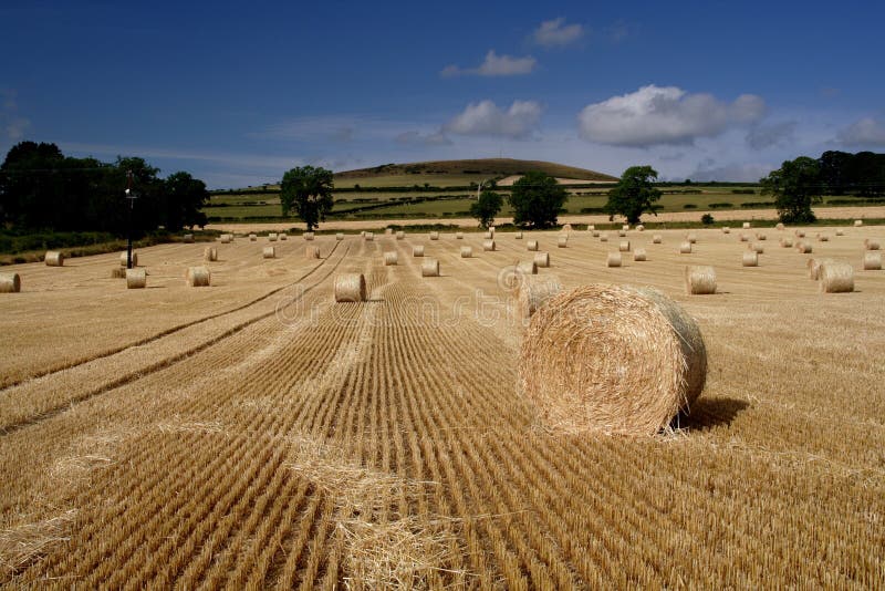 Cut and Baled stock photo. Image of agriculture, barley - 1028858