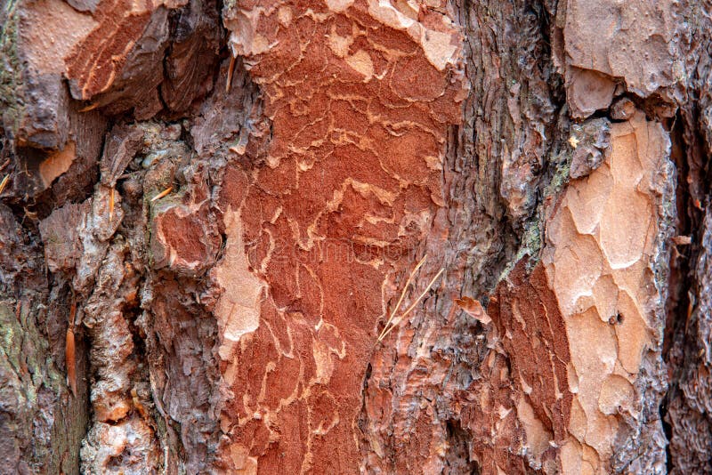 Cut bark of a pine tree stock photo. Image of forester - 265374556