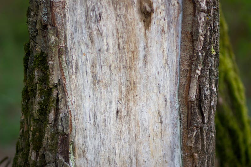 The Cut Bark Reveals the Tree Trunk Stock Photo - Image of plant ...