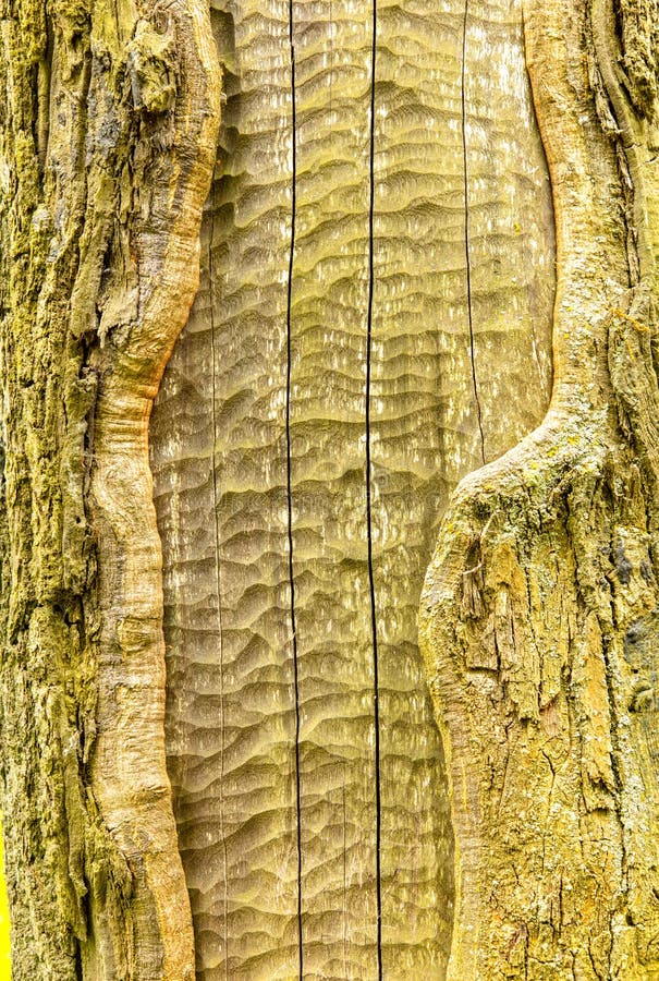 Cut bark on a tree. stock photo. Image of detail, pattern - 289717218