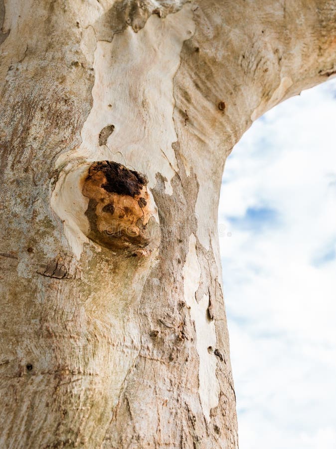 Cut bark or wood bud stock photo. Image of grunge, hole - 98935806