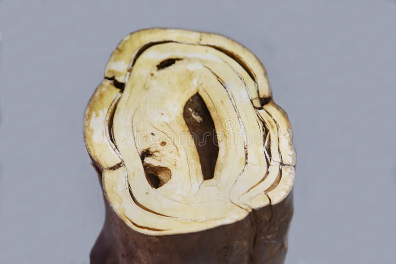 Cut the Base of the Mammoth Tusk in Isolation on a Light Background ...