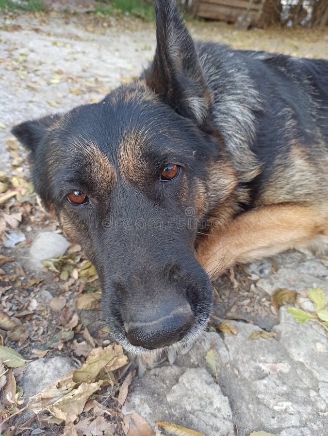 Big Red Dog Running Around the Yard Stock Image - Image of mammal ...