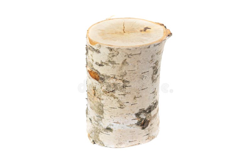 Cut Birch Branch on a White Background Isolated Stock Image - Image of ...
