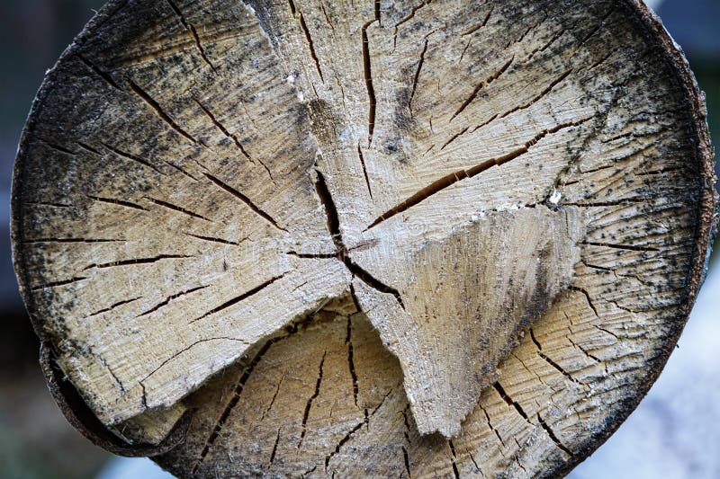 A Cut Birch Log. Background of Sawn Wood Close-up Stock Photo - Image ...