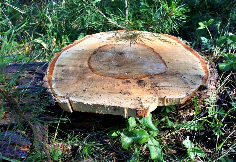 Cut birch stump stock image. Image of stump, organic - 99211385