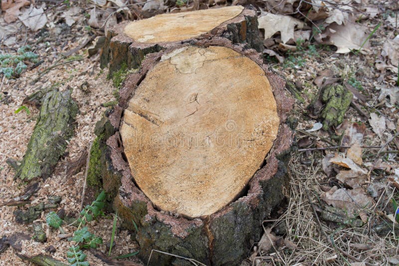 Stump of cut oak tree stock image. Image of material - 126321459