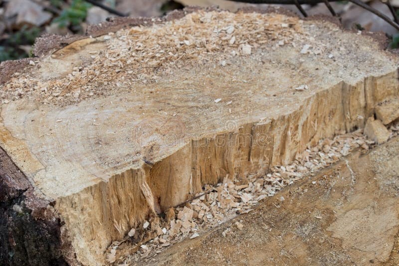 Cut birch tree stump stock image. Image of environmental - 143621839