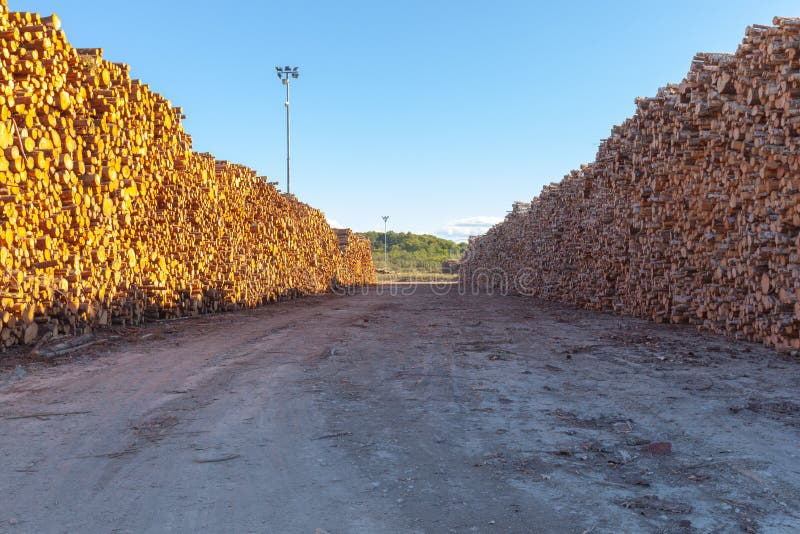 Cut Birch Trees, Timber Trade, Timber Obtained from the Birch Trees ...