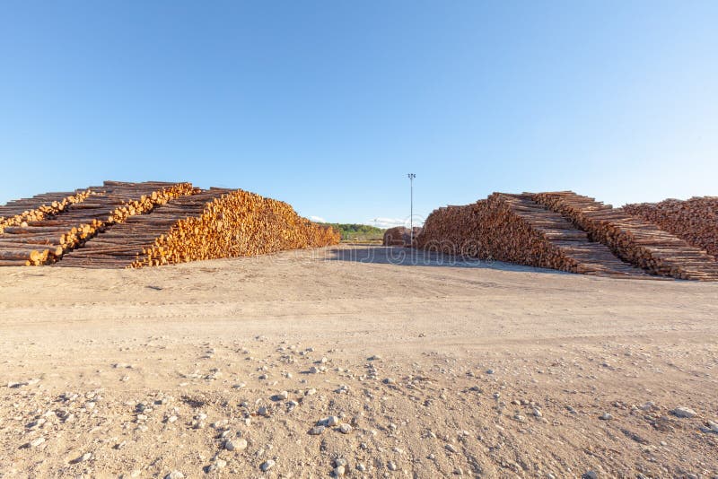 Cut Birch Trees, Timber Trade, Timber Obtained from the Birch Trees ...