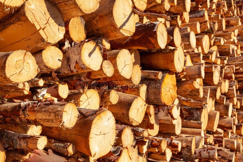 Cut Birch Trees, Timber Trade, Timber Obtained from the Birch Trees ...