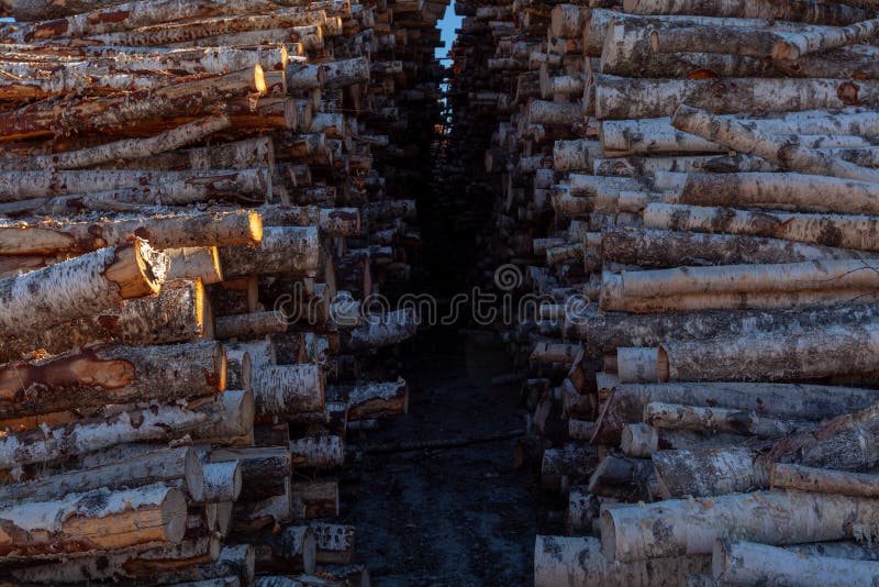 Cut Birch Trees, Timber Trade, Timber Obtained from the Birch Trees ...