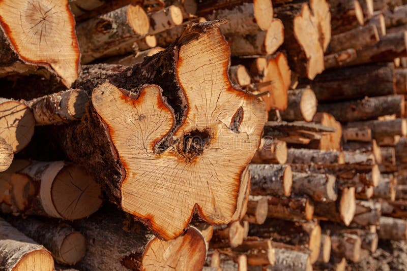 Cut Birch Trees, Timber Trade, Timber Obtained from the Birch Trees ...