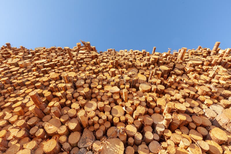 Cut Birch Trees, Timber Trade, Timber Obtained from the Birch Trees ...